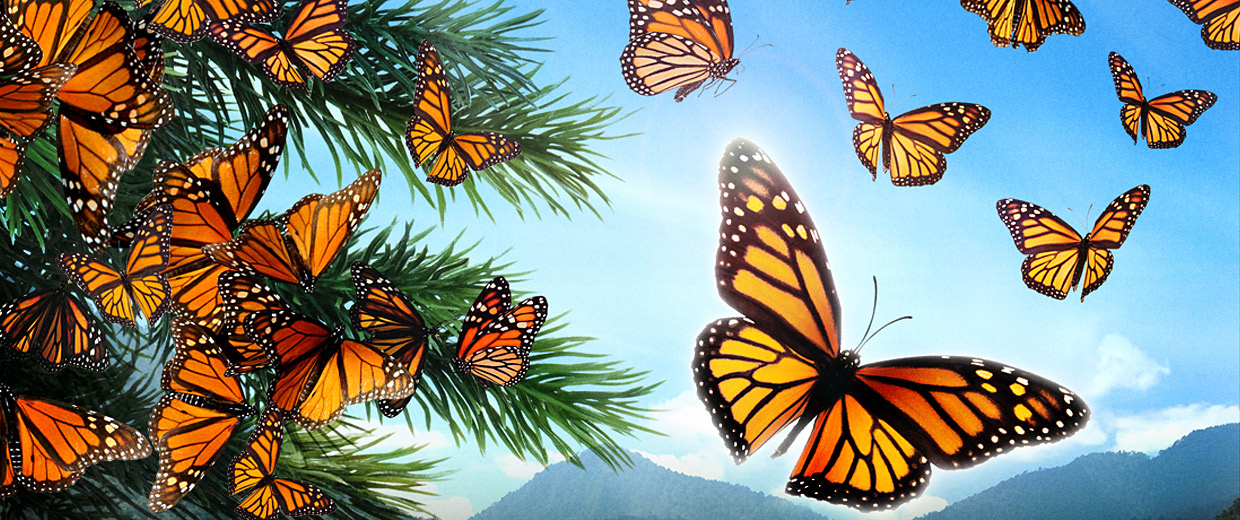 L’Incroyable voyage des papillons 3D | Musée canadien de l'histoire