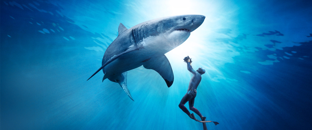 Un Requin Blanc Quon