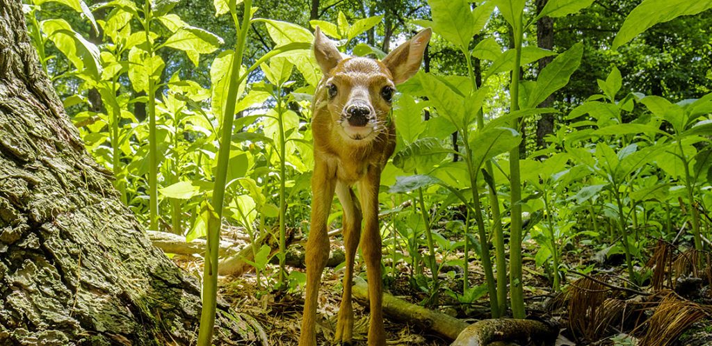 Backyard Wilderness | Canadian Museum of History