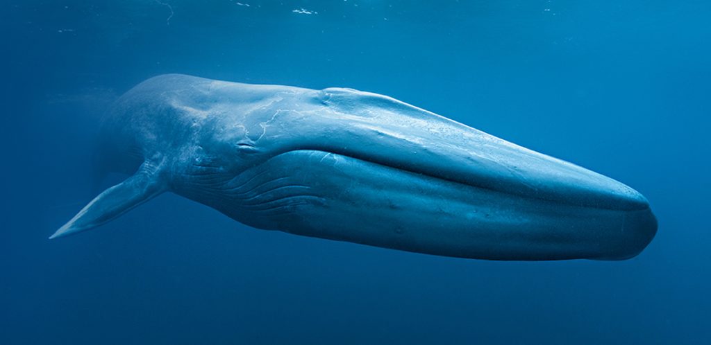 Blue Whales: Return of the Giants | Canadian Museum of HIstory
