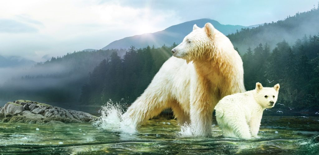 Great Bear Rainforest | Canadian Museum of History
